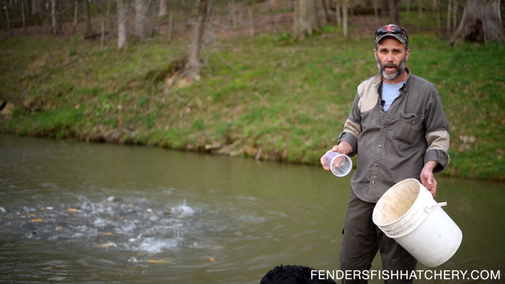 Optimal Fish Feed – Fenders Fish Hatchery